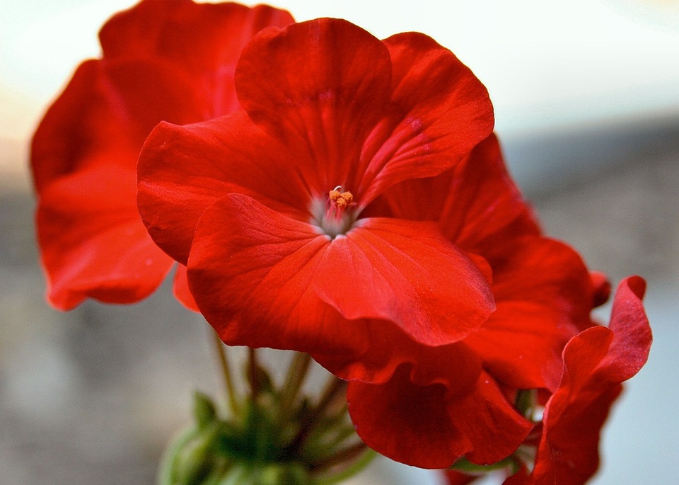 Geranium Red Garden - Free photo on Pixabay