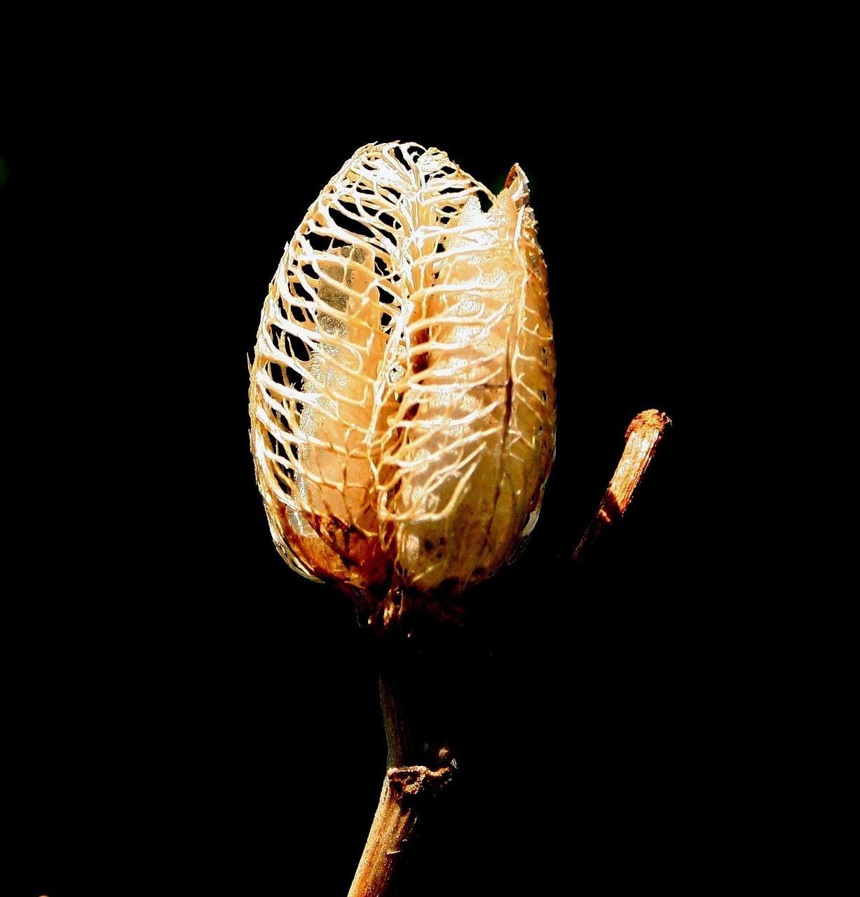 Vaina De Lirio Cápsula Loculicida - Foto gratis en Pixabay - Pixabay