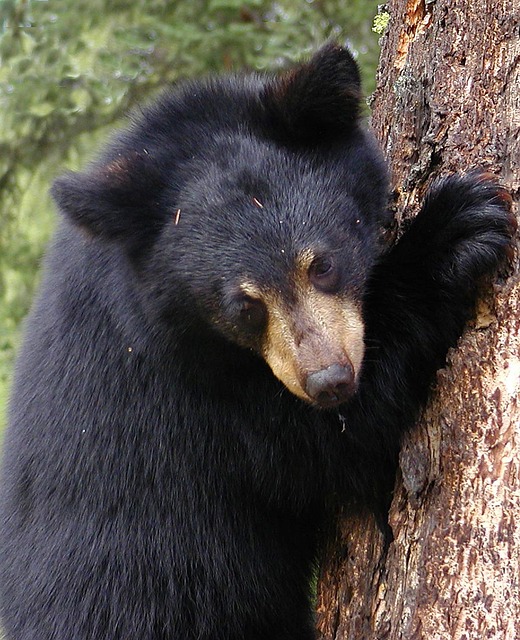 10,000+ Free Bear Cubs & Bear Images - Pixabay