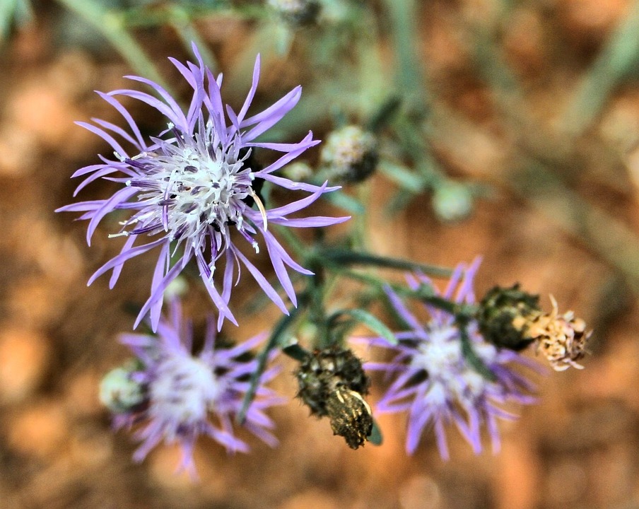 Wilde Blume Blumen - Kostenloses Foto auf Pixabay
