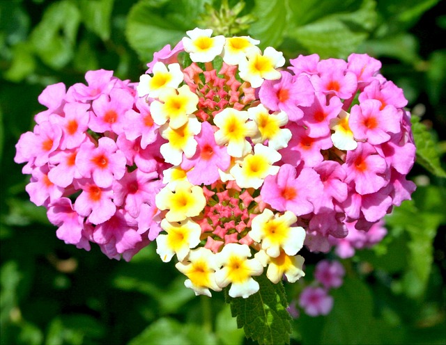 100+ Free Bấm Camara & Lantana Camara Images - Pixabay