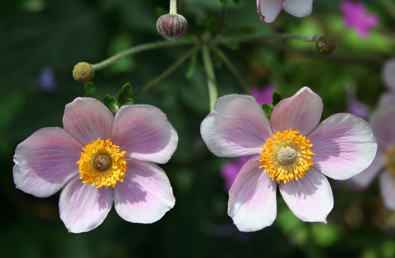 100+ Free Hawaiian Flowers & Hawaiian Images - Pixabay