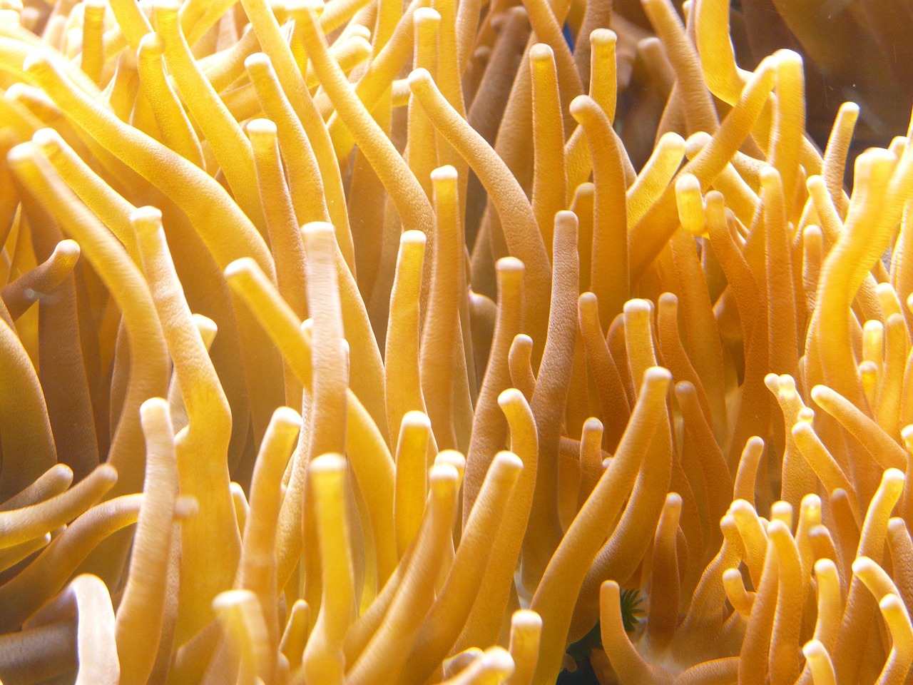 Sea Anemones Aquarium Actiniaria - Free photo on Pixabay