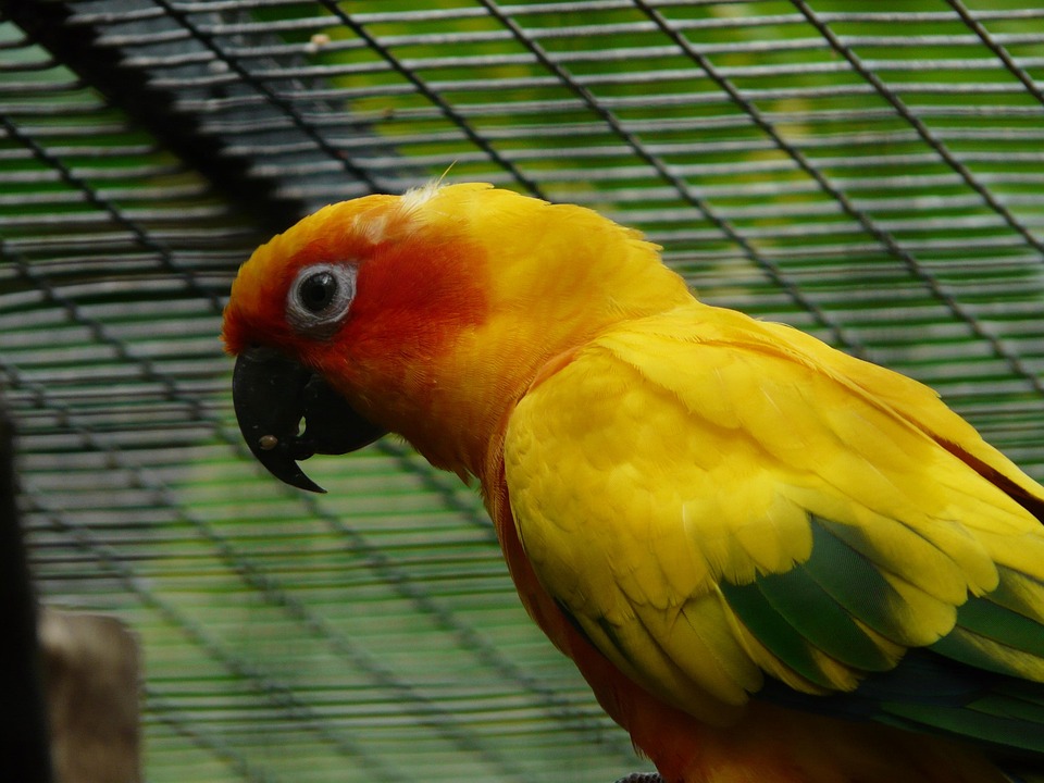Periquito De Sol Loro Aratinga - Foto gratis en Pixabay - Pixabay