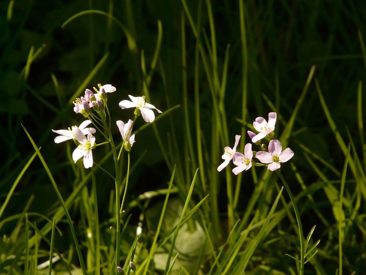Padang Rumput Foamwort Bunga - Foto gratis di Pixabay - Pixabay
