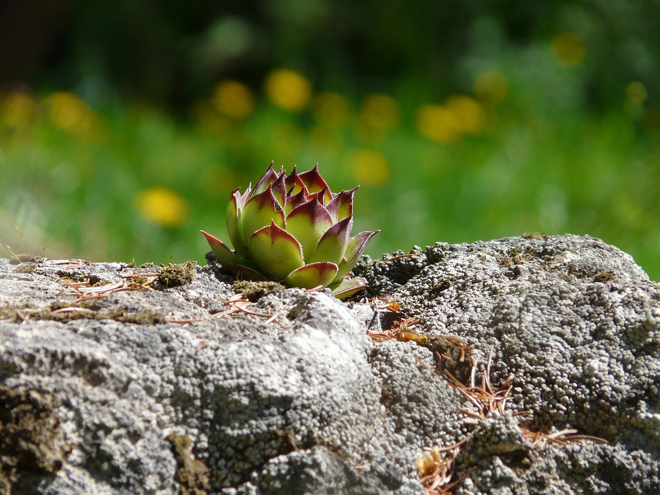 Roof Houseleek Real - Free photo on Pixabay