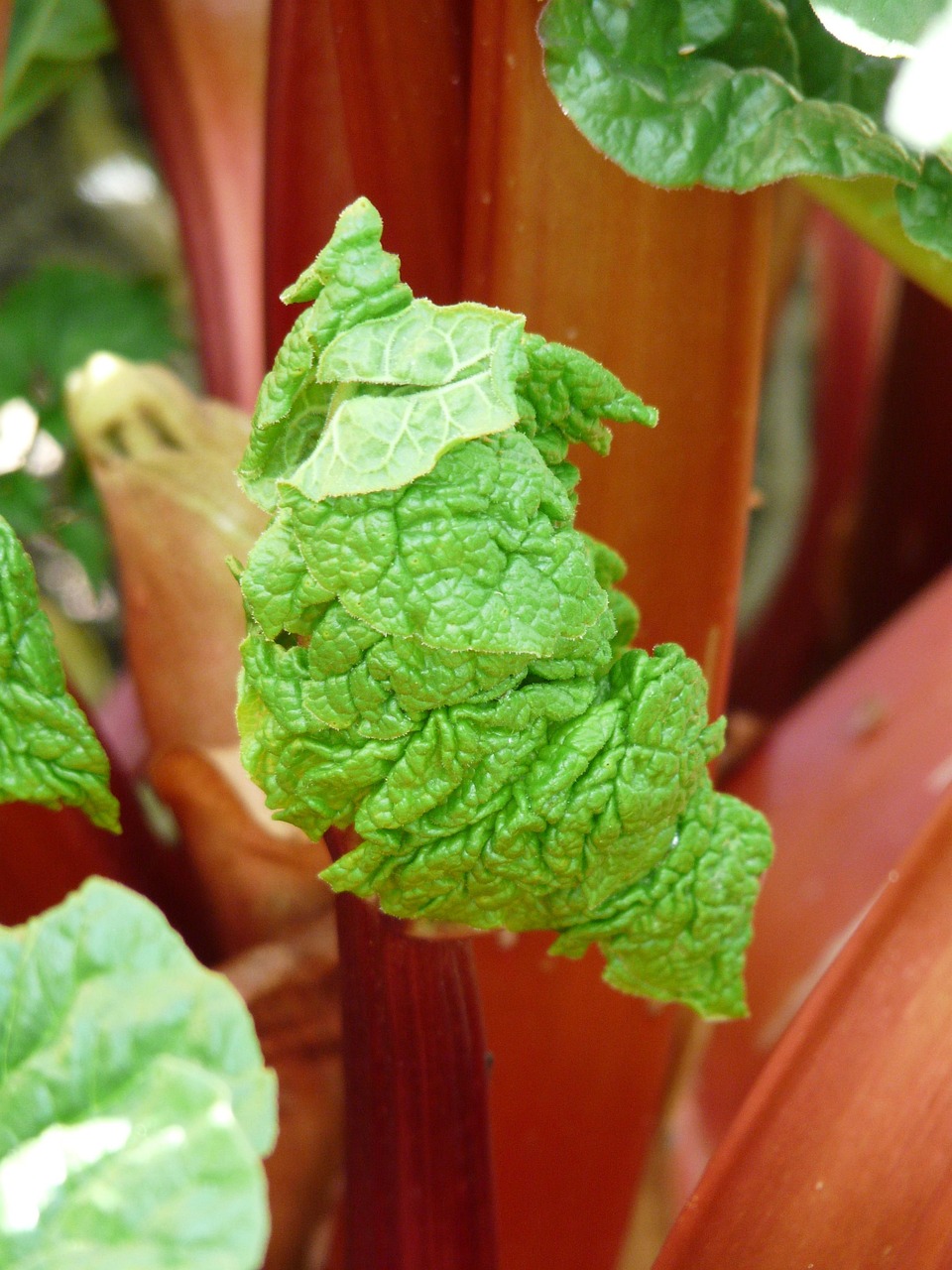 Perkelahian Daun Sayuran Kelembak - Foto gratis di Pixabay - Pixabay