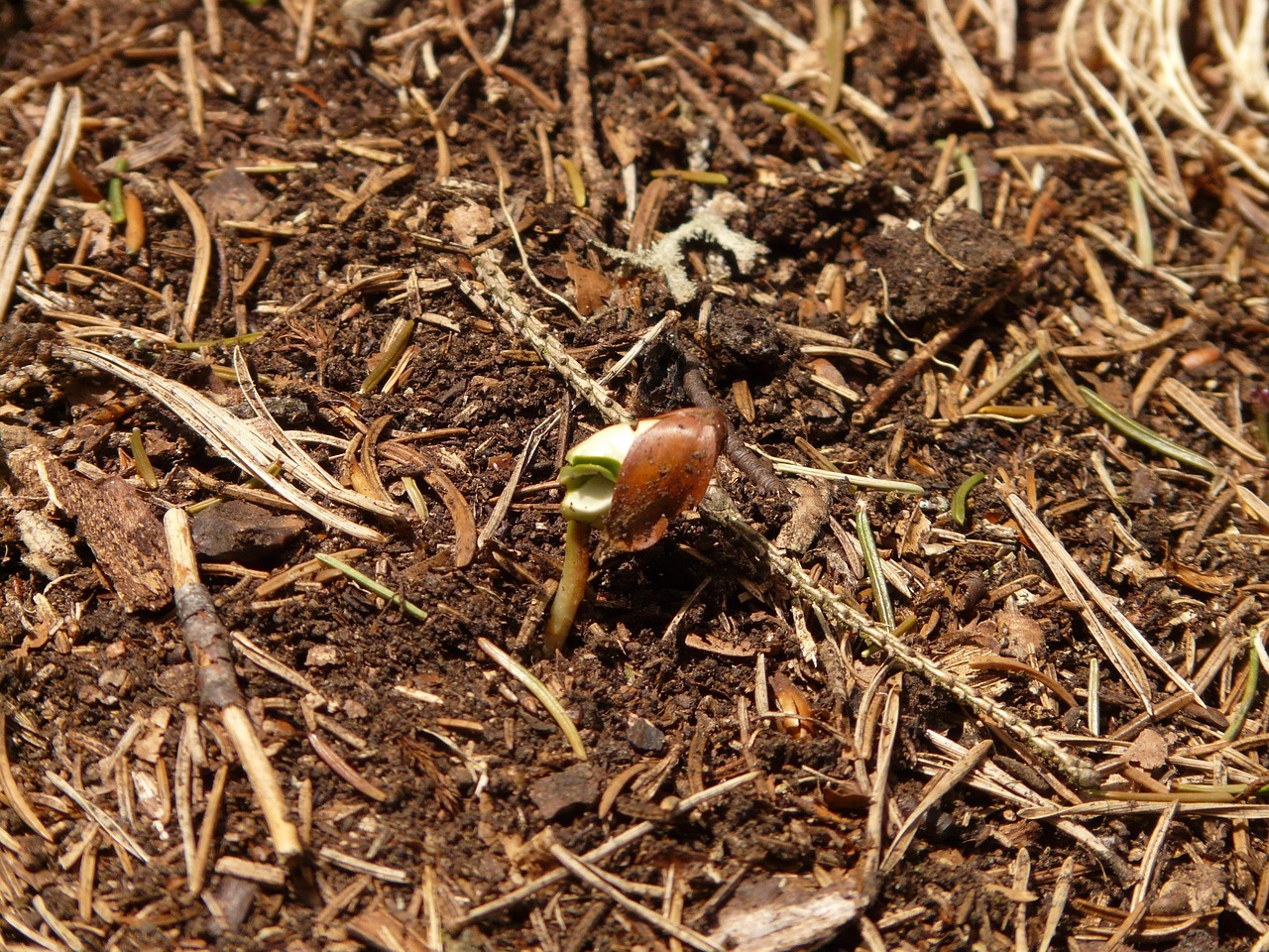 Germ Seedling Sprout - Free photo on Pixabay - Pixabay