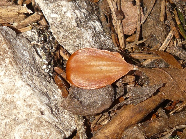 40+ Free Beechnut & Nature Images - Pixabay