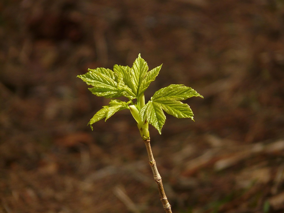 Pointed Maple Norway - Free photo on Pixabay - Pixabay