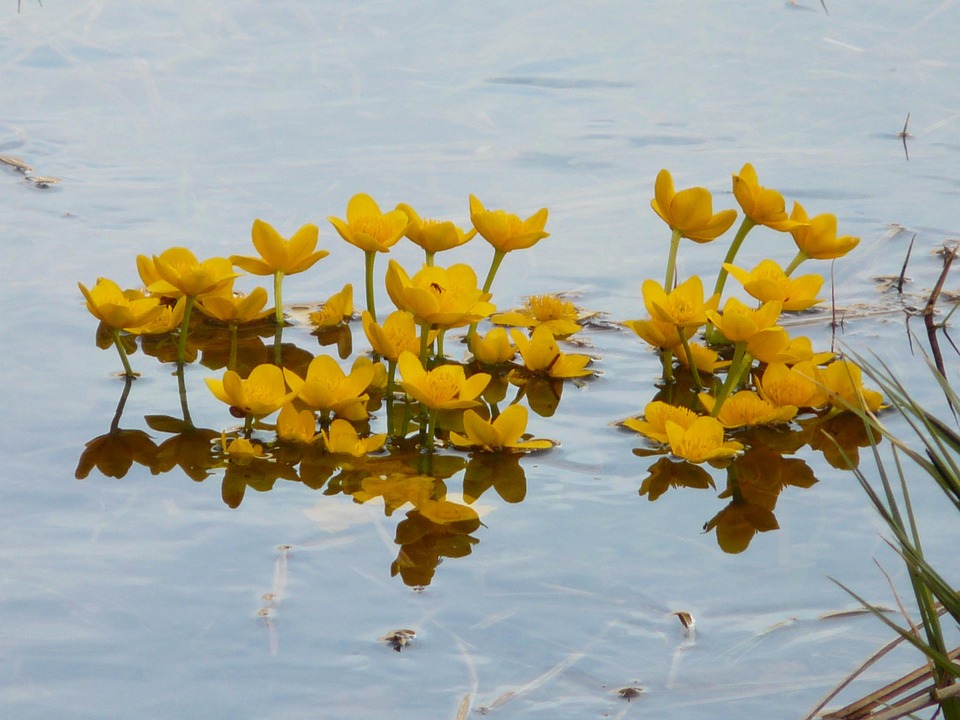 Marsh Marigold Aquatic Plant - Free photo on Pixabay - Pixabay