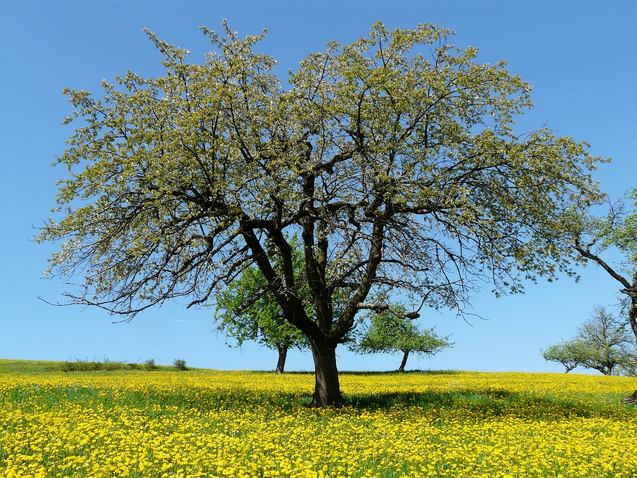 Baum Wiese Natur - Kostenloses Foto auf Pixabay - Pixabay