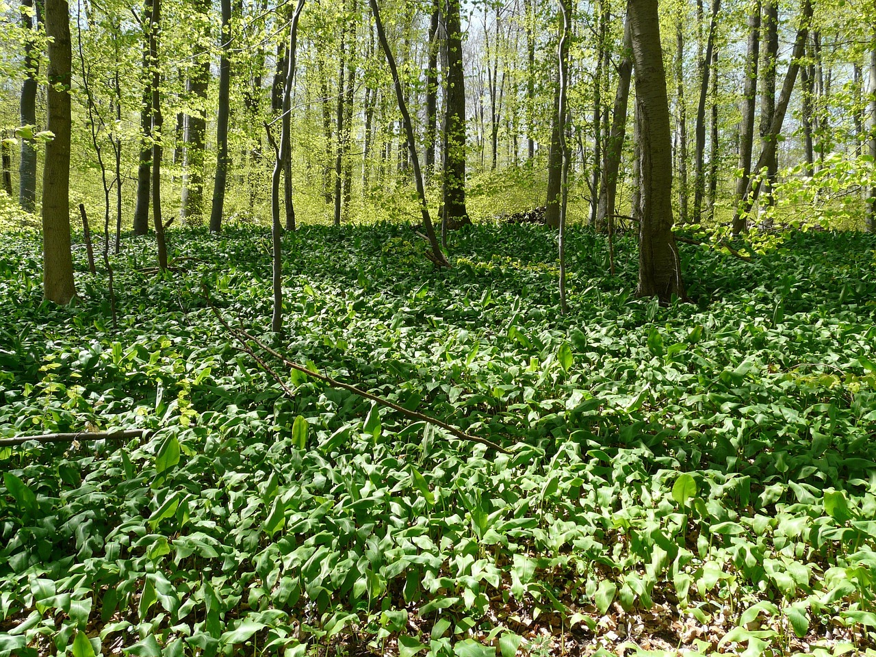 Wild Garlic Forest Floor - Free photo on Pixabay