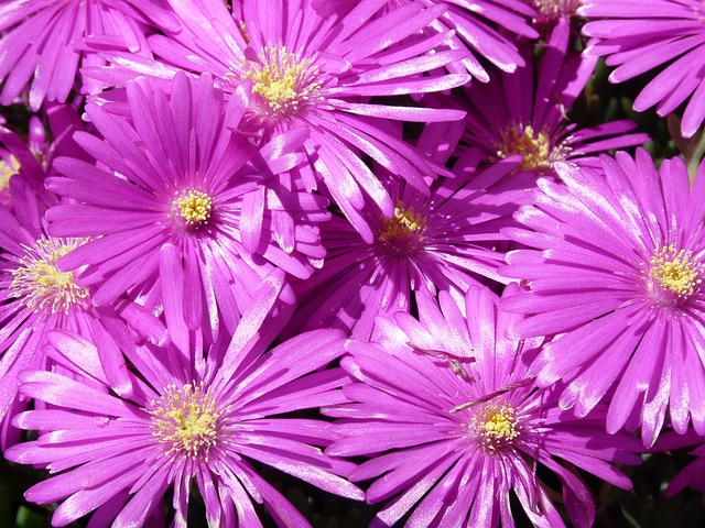 Red Midday Flower - Free photo on Pixabay