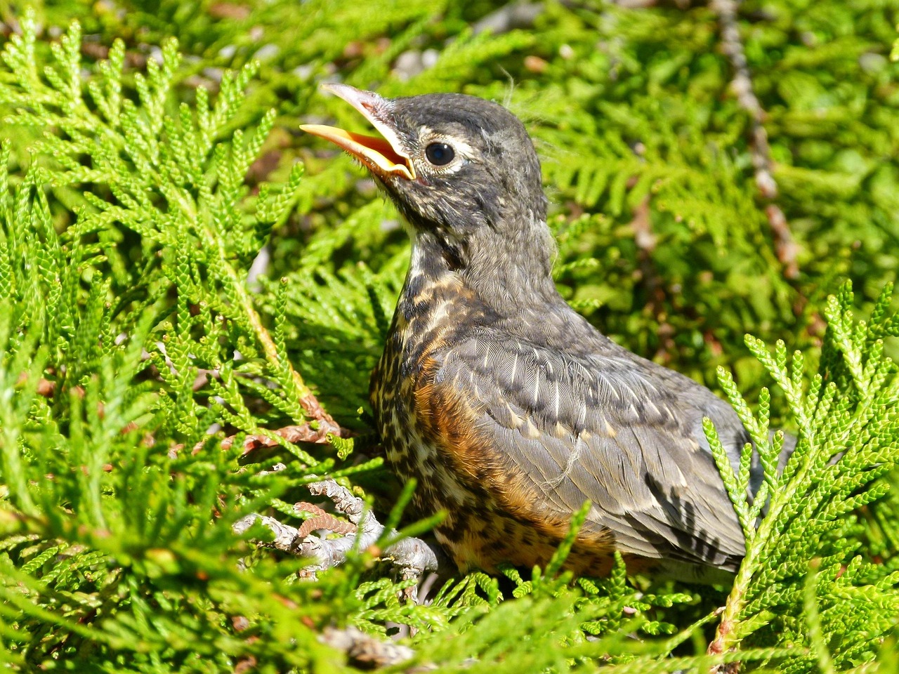 Rotkehlchen Vogel Tierwelt - Kostenloses Foto auf Pixabay