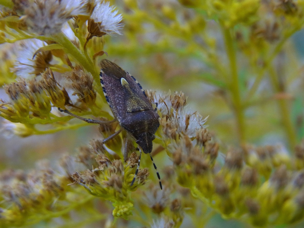 Insecto Error Animal - Foto gratis en Pixabay - Pixabay