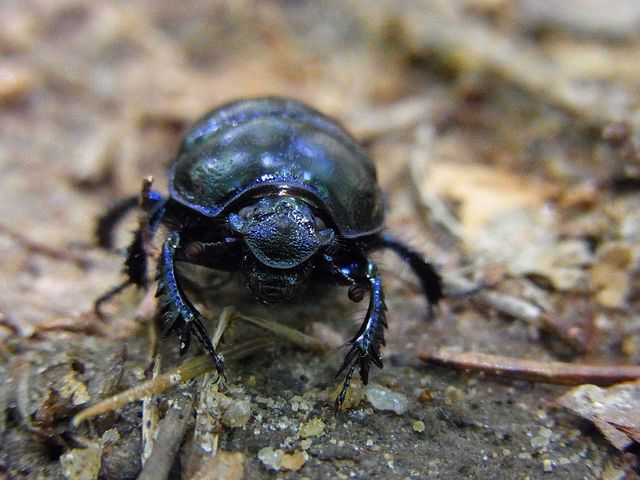 60+ Free Dung Beetle & Beetle Photos