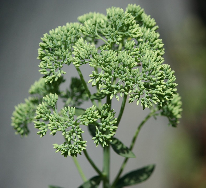 Sedum Flower Buds Cluster - Free photo on Pixabay