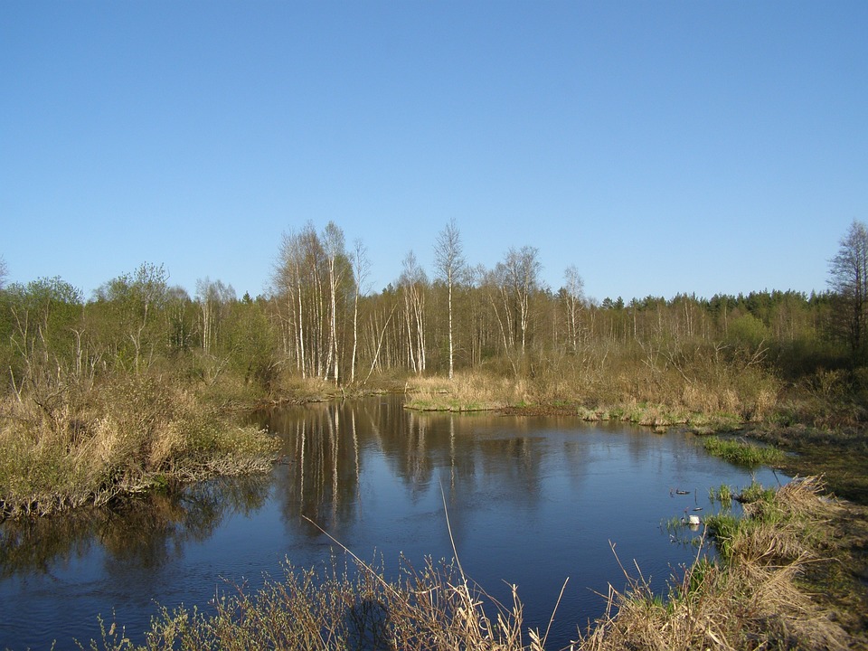 River Pond Trees - Free photo on Pixabay - Pixabay