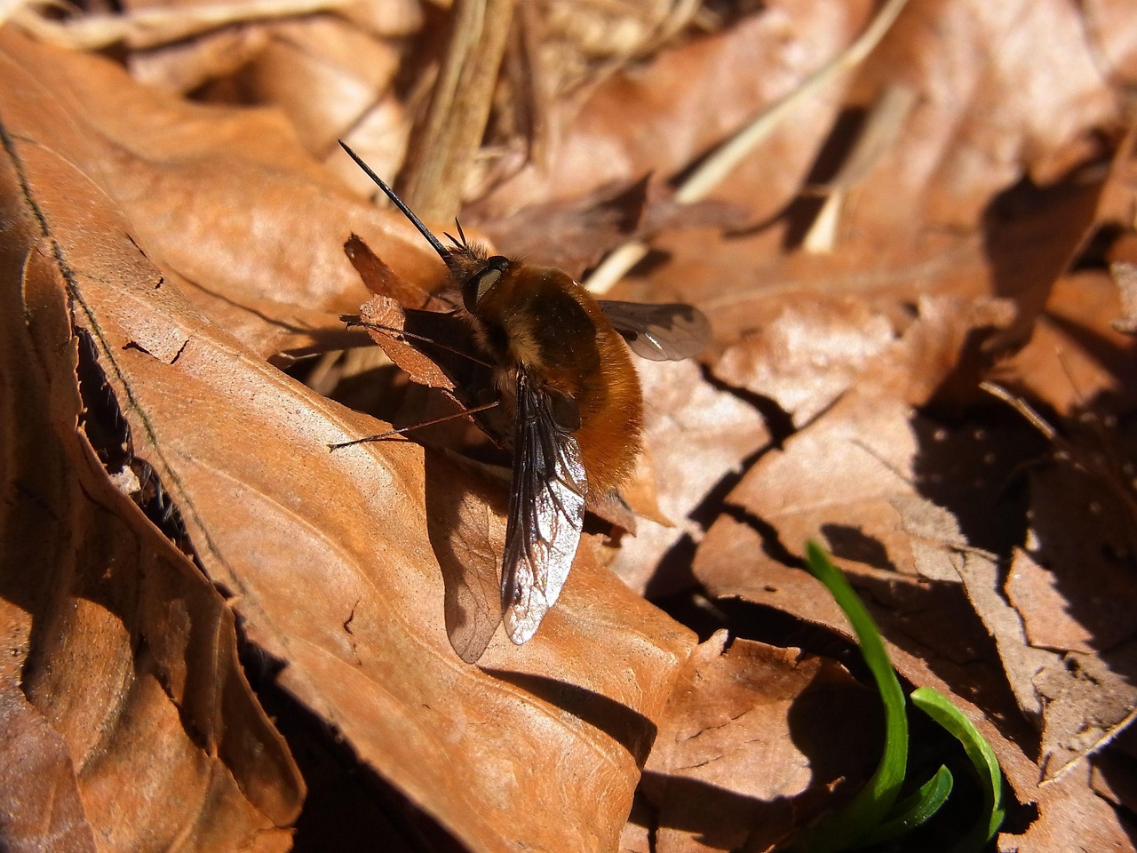 Wollschweber Bombyliidae Insecto - Foto gratis en Pixabay - Pixabay