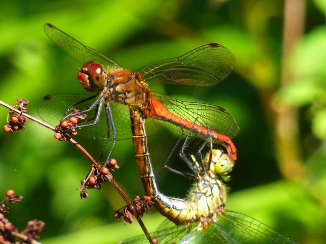 Libellule Bruyère Rouge Sang - Photo gratuite sur Pixabay - Pixabay