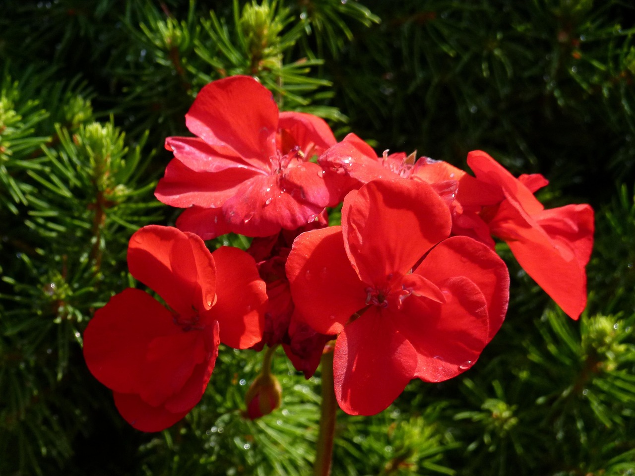Geranium Bloem Rood - Gratis foto op Pixabay - Pixabay