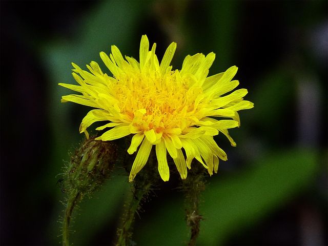 9+ Free Hawksbeard & Nature Images - Pixabay