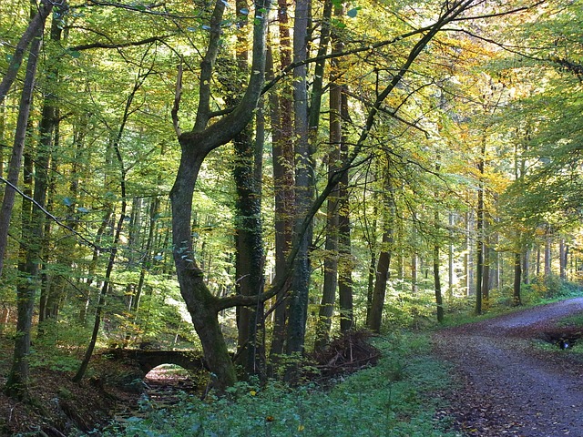Forest Tree Nature Environment - Free photo on Pixabay - Pixabay