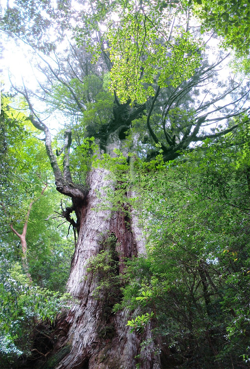 Tree Trees Sheets - Free photo on Pixabay - Pixabay