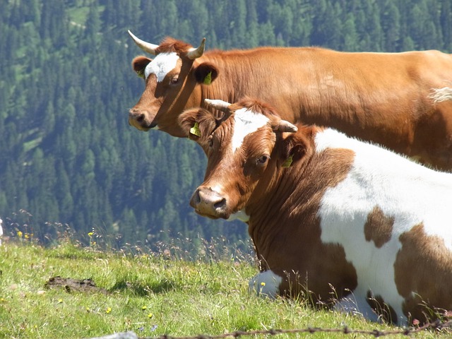 Cows Two Cow - Free photo on Pixabay