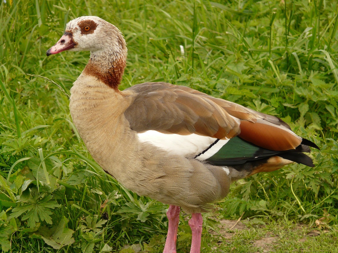 Egyptian Goose Alopochen - Free photo on Pixabay - Pixabay