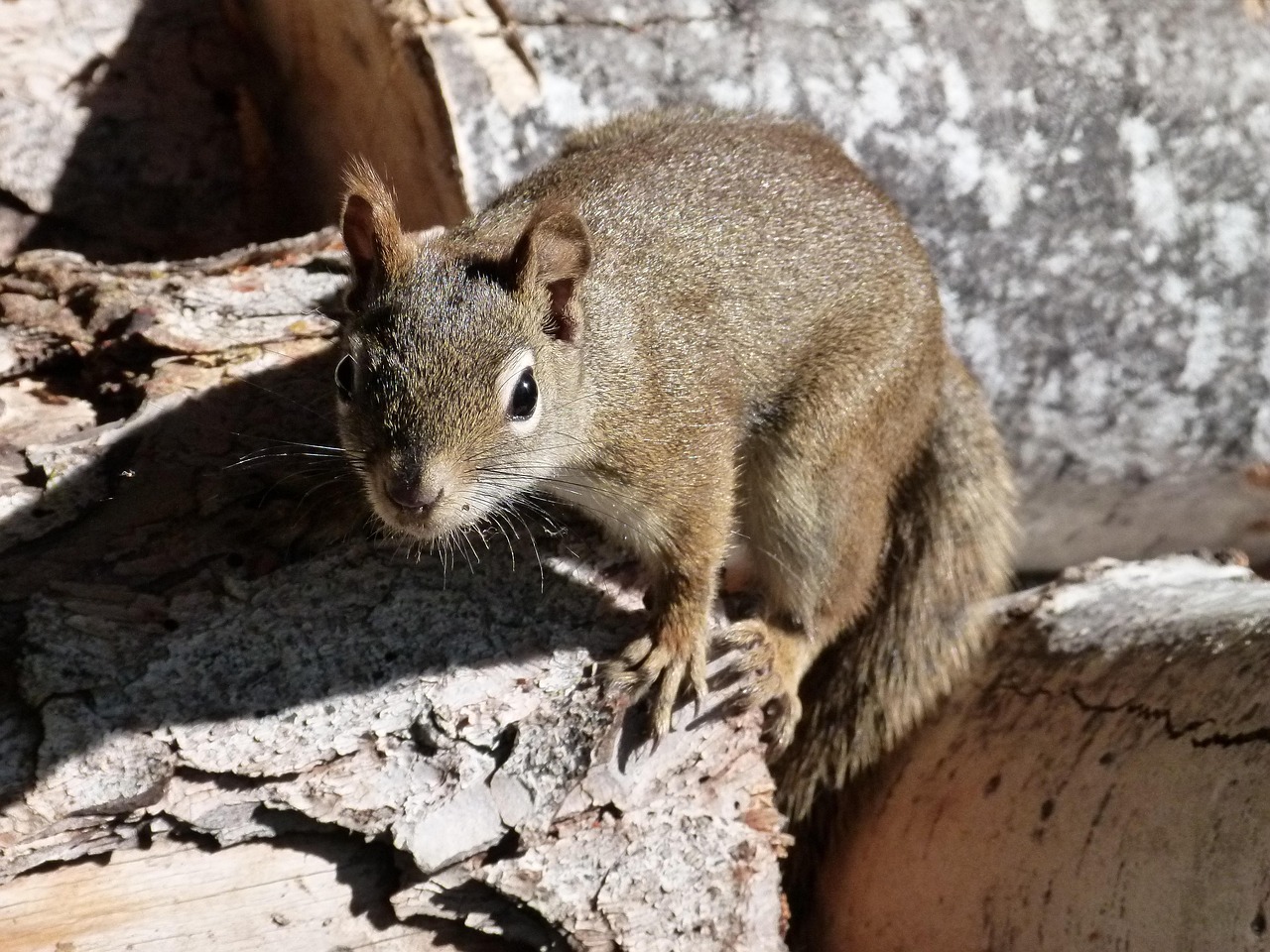 Squirrel Sciuridaeanimal Ground - Free photo on Pixabay - Pixabay