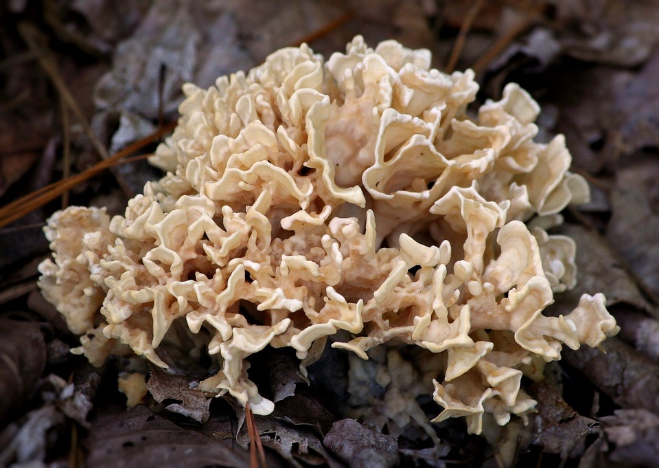 Schimmel Paddestoel Bosgrond - Gratis foto op Pixabay - Pixabay