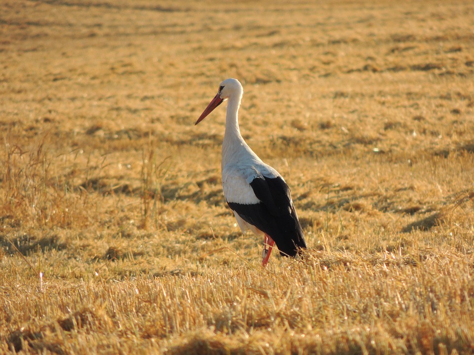 Stork Bird Animal - Free photo on Pixabay