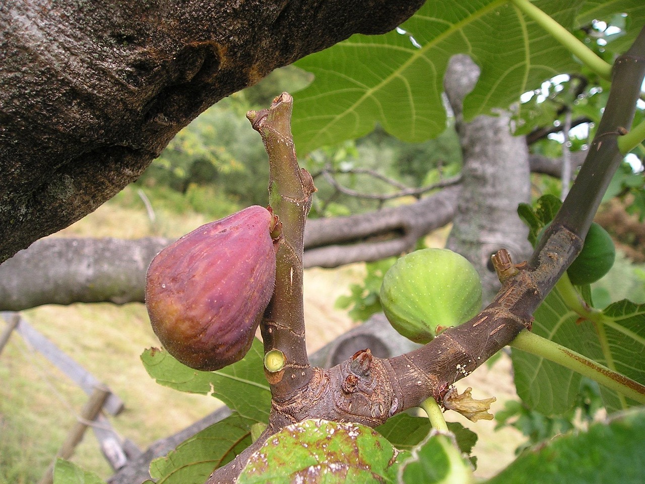 Ficus Carica Fig - Free photo on Pixabay
