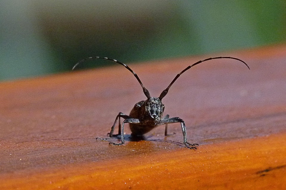 Bug Insect Antenna - Free photo on Pixabay - Pixabay