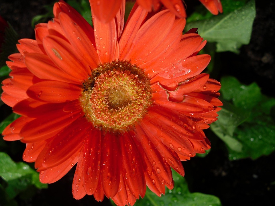 Bunga Alam Merah Musim - Foto gratis di Pixabay