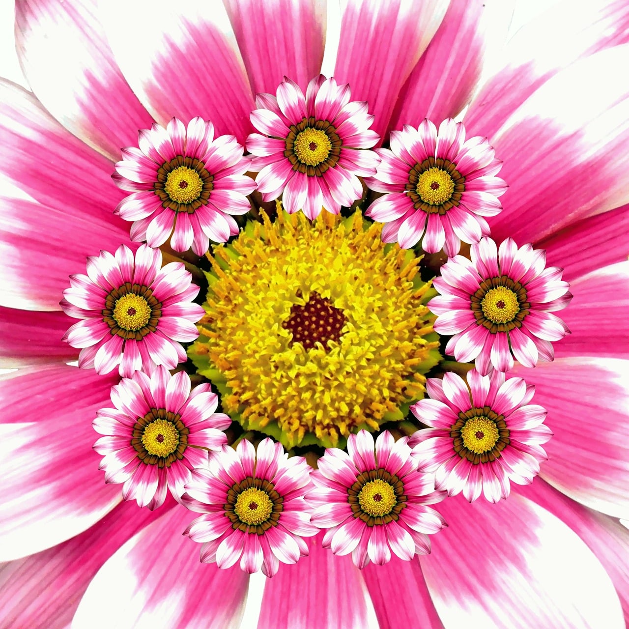 Download Summer, Flower, Nature. Royalty-Free Stock Illustration Image ...