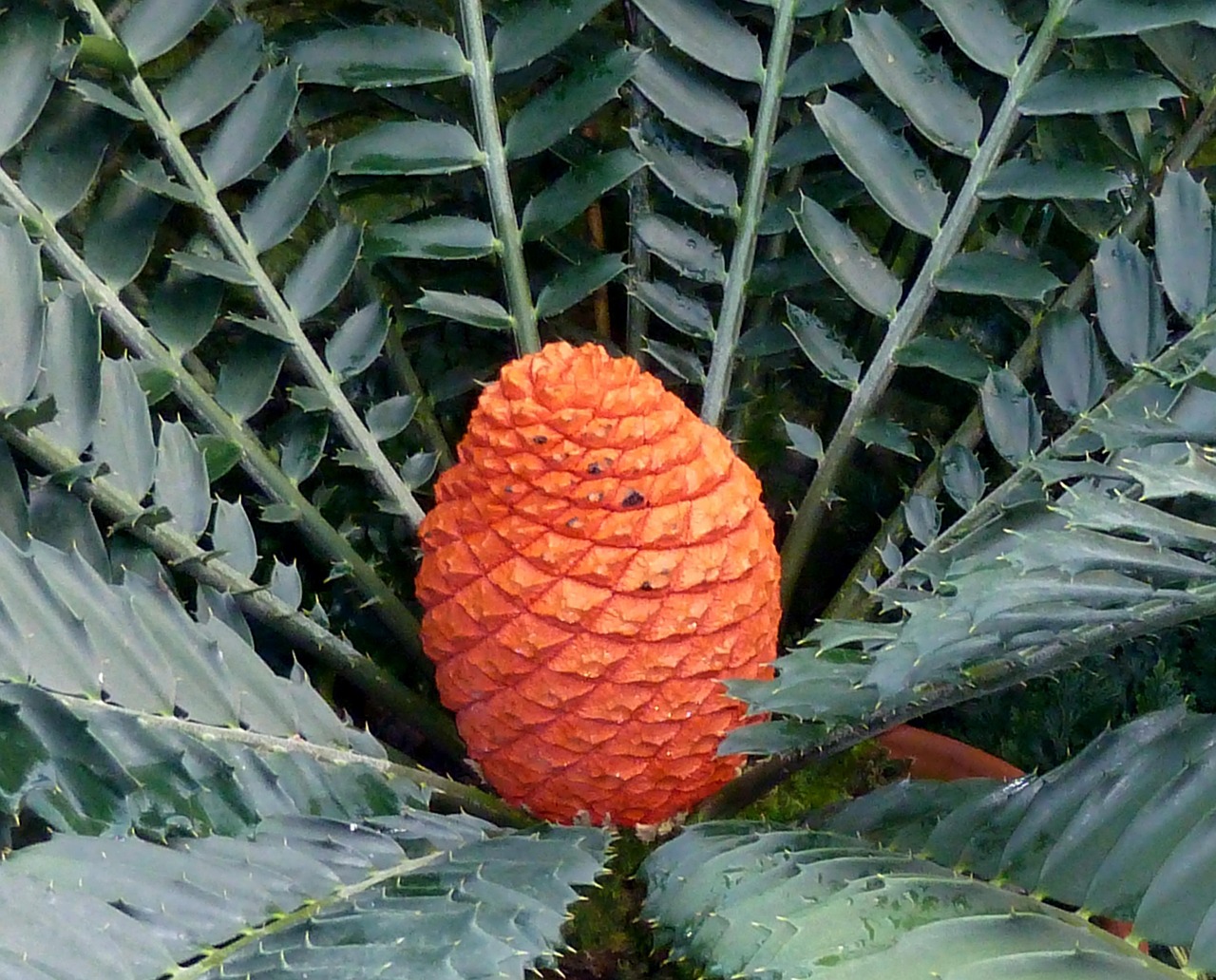 Palma Árbol Fruta - Foto gratis en Pixabay - Pixabay
