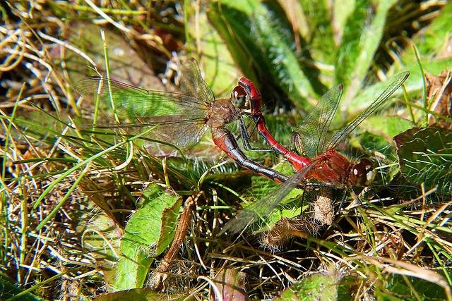 Red Dragonfly Insect Nature - Free photo on Pixabay
