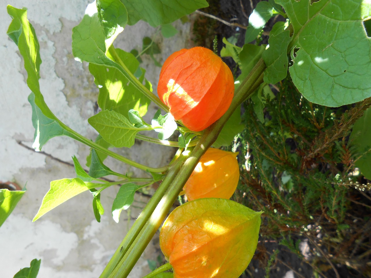 Lampion Flower Ornamental - Free photo on Pixabay