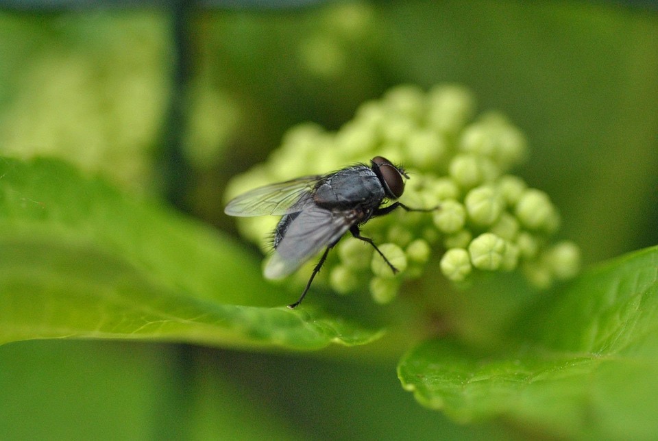 Voler Mouches Insectes - Photo gratuite sur Pixabay