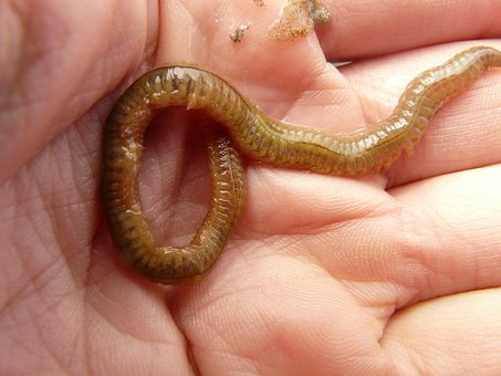 10+ Free Ringworm & Worm Images