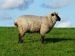 More 440 Sheep Synonyms. Similar Words For Sheep. – XNCUC