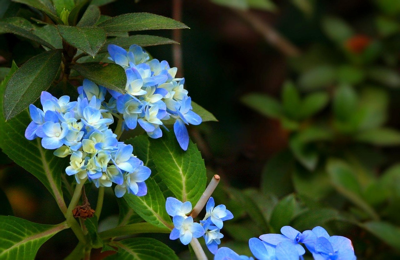 Hortensia Azul Flores - Foto gratis en Pixabay - Pixabay