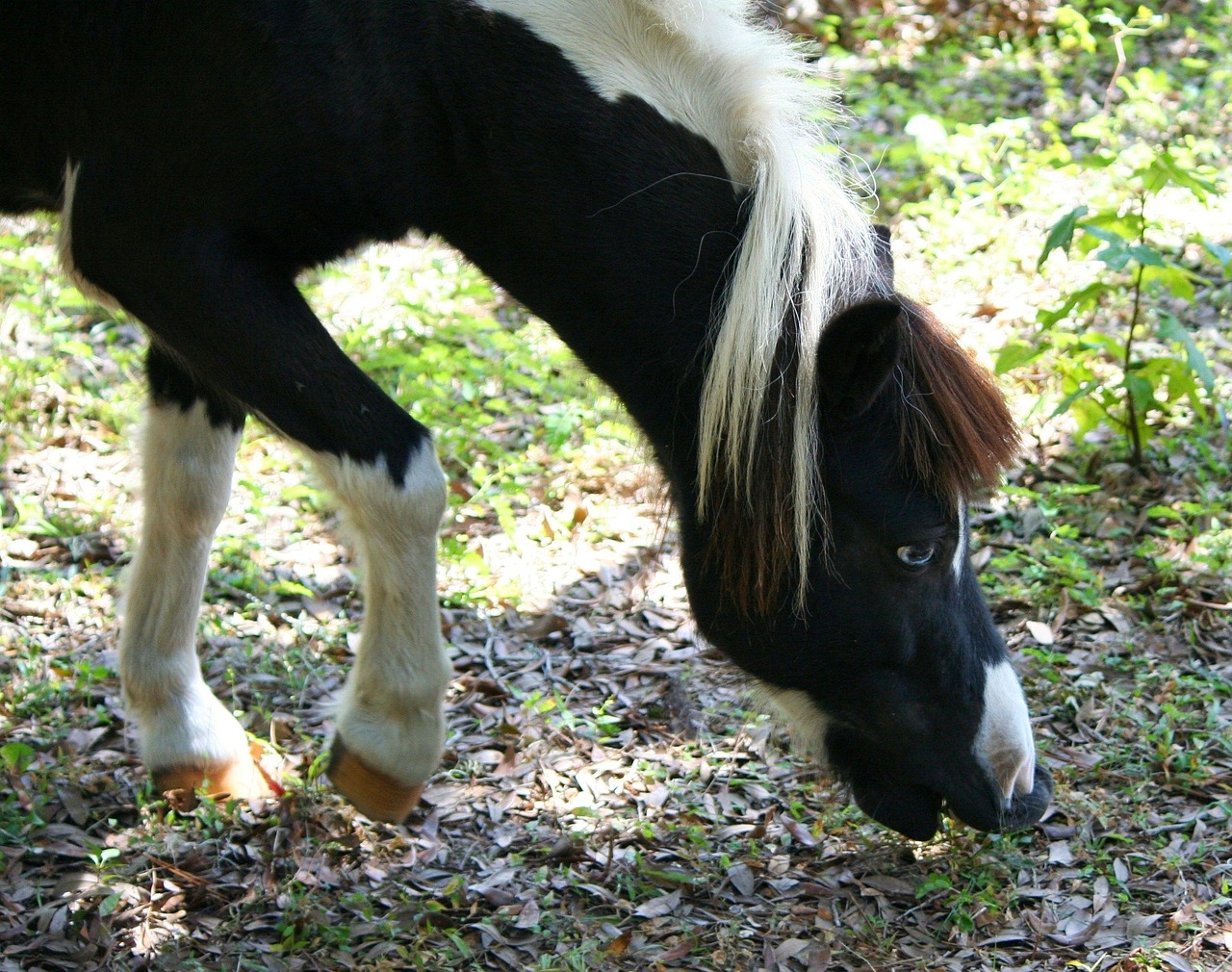 Minature Horse Pony Graze - Free photo on Pixabay