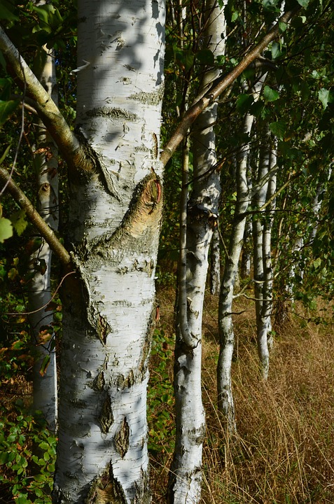Birch Trees Forest - Free photo on Pixabay - Pixabay