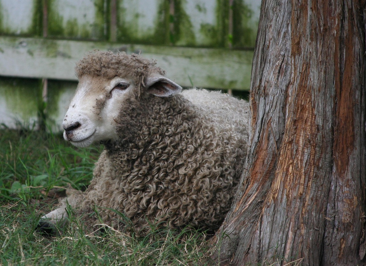 Le Mouton Agneau Laine - Photo gratuite sur Pixabay - Pixabay