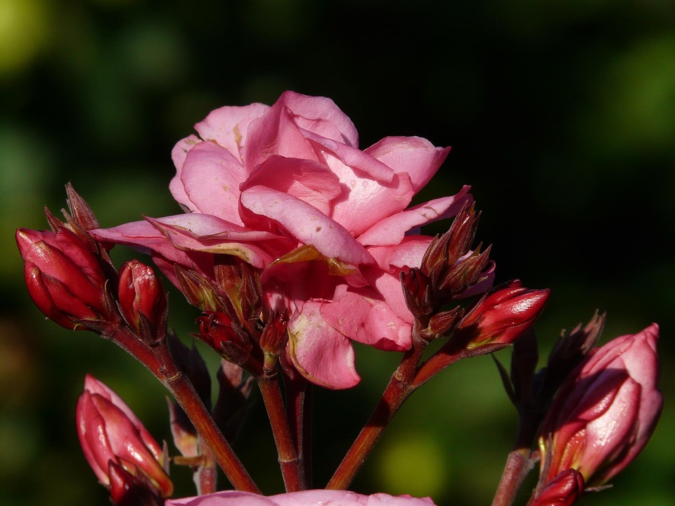 Oleander Krzew Nerowy - Darmowe zdjęcie na Pixabay - Pixabay
