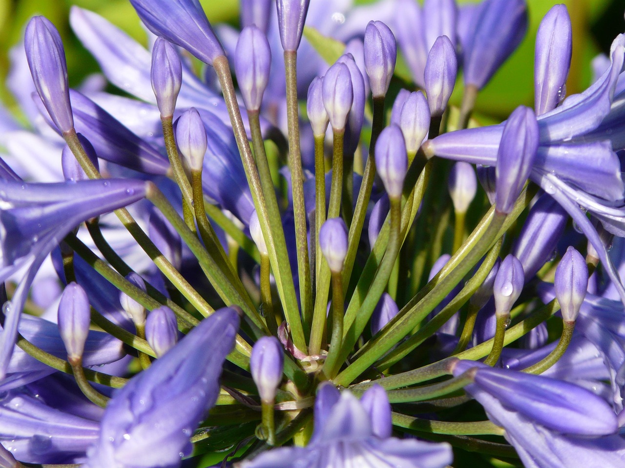 Ornamental Lily Flower Blue - Free photo on Pixabay - Pixabay